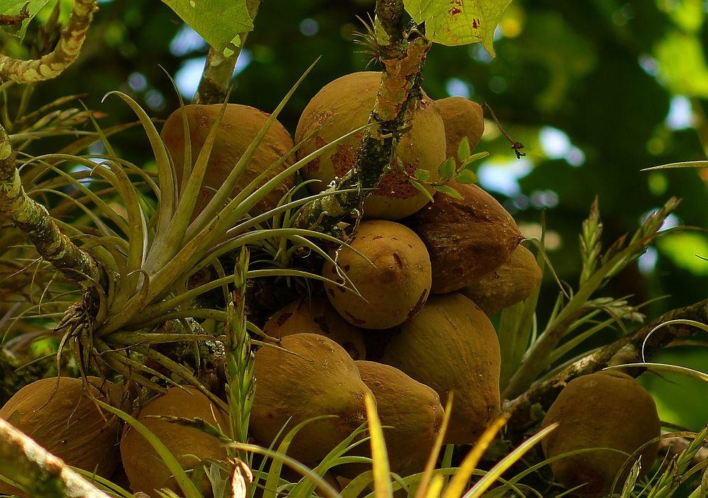 Polynesian Produce Stand : ~CHUPA CHUPA~ Quararibea cordata Matisia Amazonian Rare Fruit Tree ...